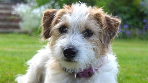 Lucas Terrier Precio Información Características Del Perro