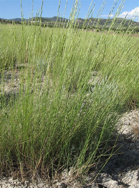 Pseudoroegneria Spicata Ssp Spicatabluebunch Wheatgrass Stevenson