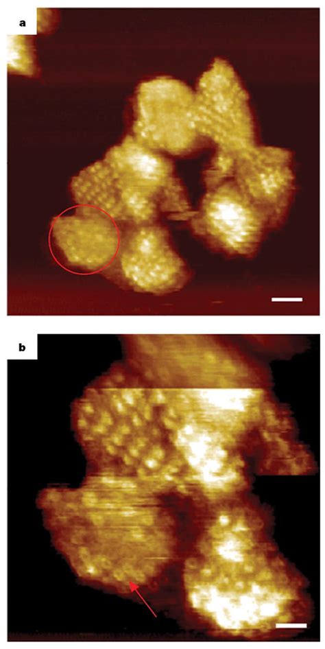 Membrane Patches Showing Two Types Of Arrangement Of Photosynthetic