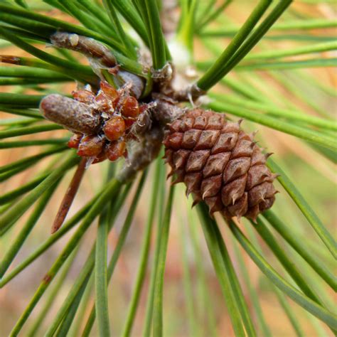 Pinus Echinata Shortleaf Pine Myseedsco
