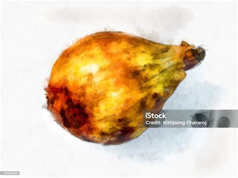 흰색 배경 수채화 스타일 일러스트 인상파 그림에 썩은 양파 0명에 대한 스톡 벡터 아트 및 기타 이미지 0명 갈색 노랑