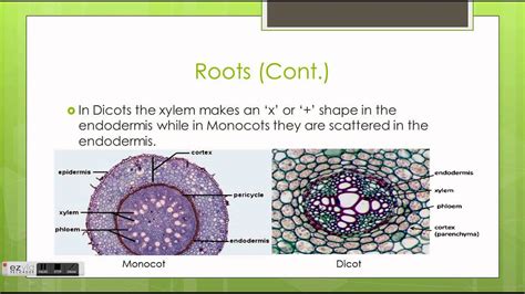 Monocots And Eudicots
