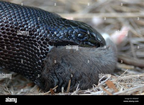 Australian Black Headed Python Aspidites Melanocephalus Swallowing A