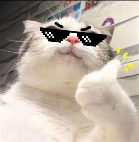 Find Your Perfect Cute Cat Pfp Discover The Cutest Options On Pinterest