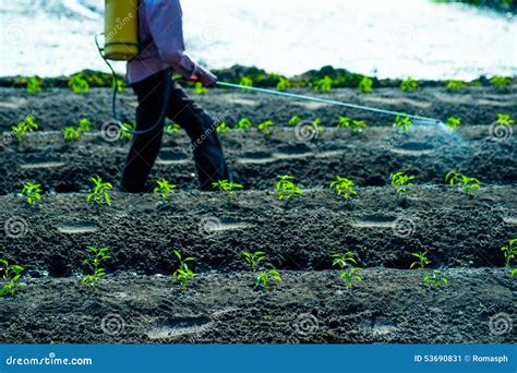 Insecticides Spraying Stock Image Image Of Food Chemical 53690831