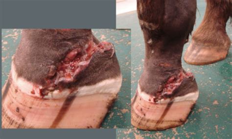 Lecture 16 Wound And Suture Knowledge La Flashcards Quizlet