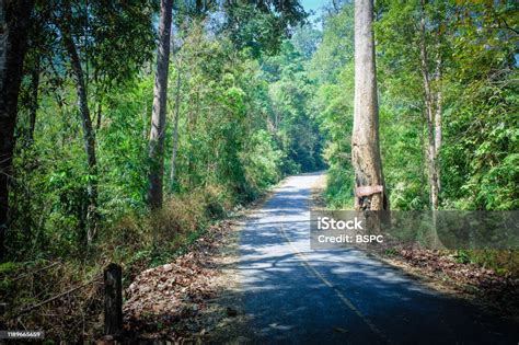 비오는 날 숲을 통해 사이클링 숲 자연의 바위 도로입니다 녹색 숲 도로입니다 자연 로드 자연 환경 숲의 자연 자연의 길 자연 환경 가지와 나무 자연에서 여행 계곡에 대한