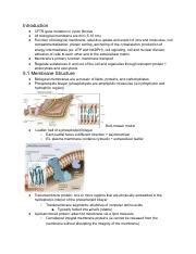 Understanding Membrane Structure And Function In Cells Course Hero