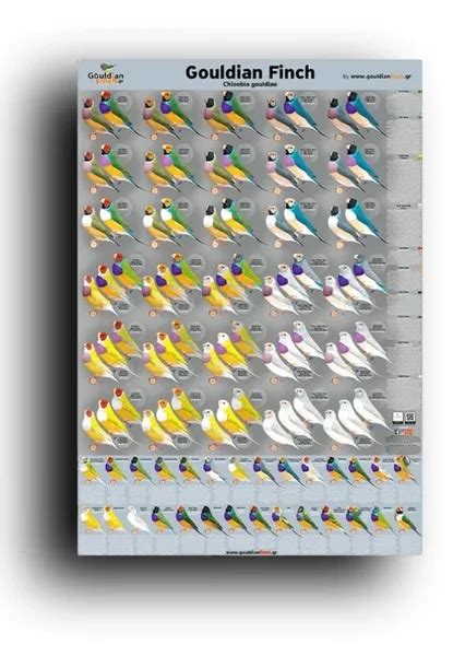 Gouldian Finch Genetics Poster Lady Gouldian Finch Canada