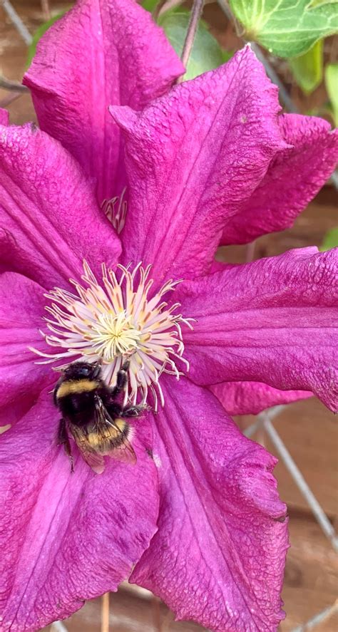 Buzzing Bee Weekend All Things Wild Honeybourne Evesham