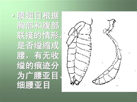 膜翅目word文档在线阅读与下载免费文档