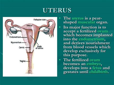 Anatomy Of Human Uterus