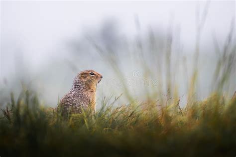 Gopher Sits In The Grass And Looks Into The Distance Kamchatka Russia Gopher Sits In The Grass And Looks Into The Distance Kamchatka Russia