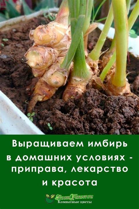 Перестаньте покупать имбирь Вот как вырастить его прямо у