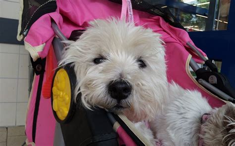 강아지 유모차 추천 제품 10가지 고르는 방법과 훈련 방법 알아보기 비마이펫 라이프