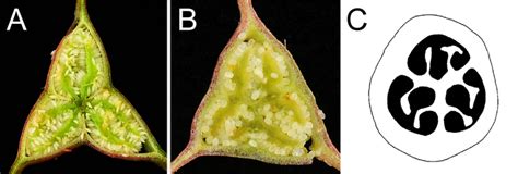 Placentations A Typical Axile Placentation Begonia Ravenii C I Peng