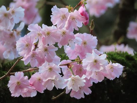 Cherry Blossoms Sakura Pink Free Photo On Pixabay Pixabay