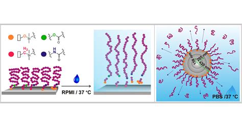 Degrafting Of Polypolyethylene Glycol Methacrylate Brushes From