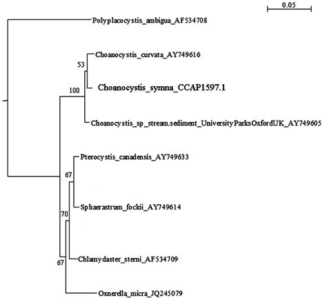 Raxml Tree For 18s Rrna Genes Of 8 Pterocystid Heliozoans 1320