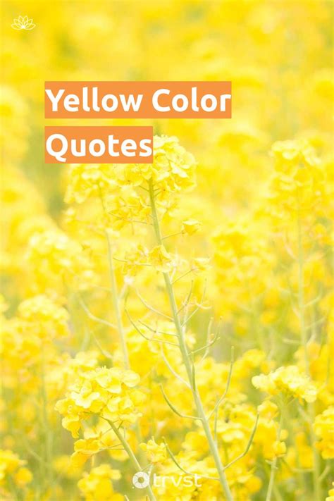 50 Yellow Quotes For Brighter Days And Sunny Inspiration 2024