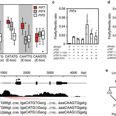 Phytochrome Interacting Factors Pif Proteins Mediate Flowering Locus Download Scientific