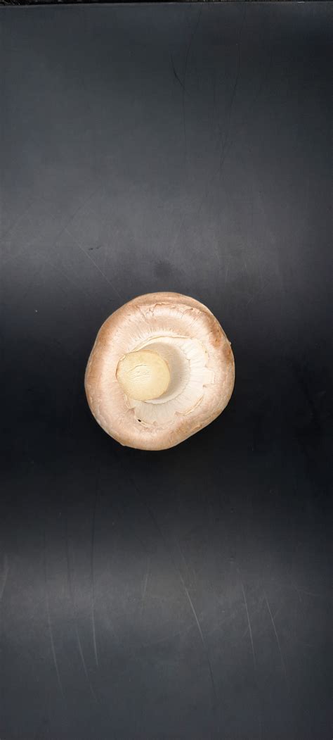 Muschroom 1 0 Object Detection Dataset V1 2023 12 10 4 19pm By Sggw