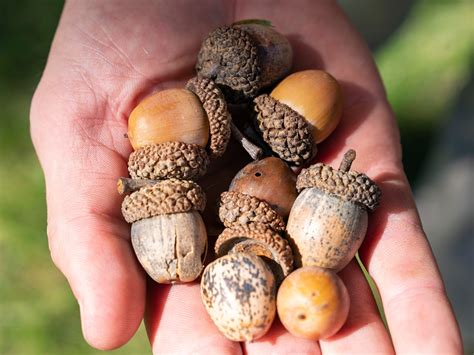 Acorn Tree Types Identification Guide With Growing Zones 50 Off