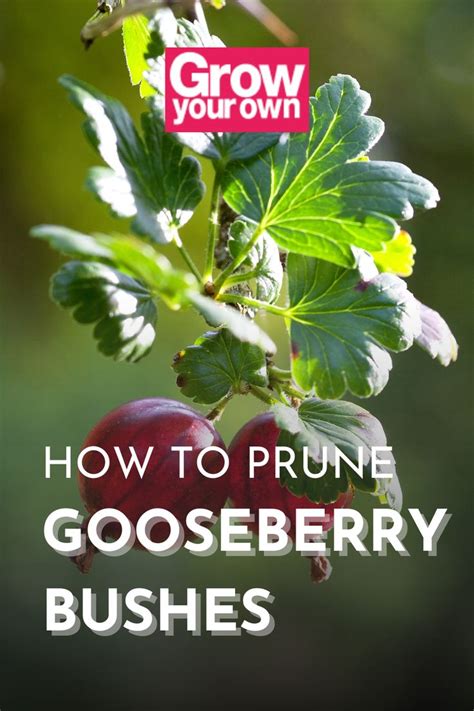Pruning Gooseberry Bushes 101