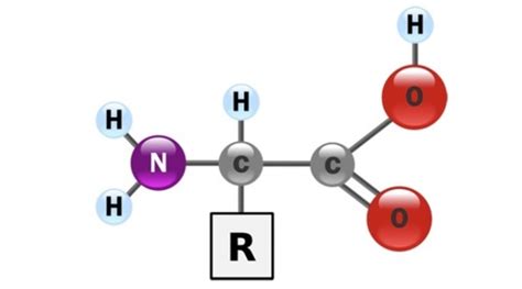 3 1 1 Monomers And Polymers Flashcards Quizlet