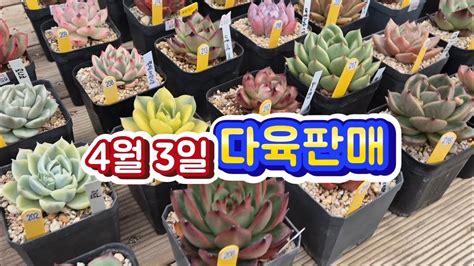 데려가기 딱 적당한 다육 보세요다육판매 Youtube