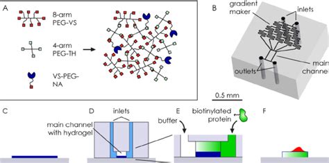 Immobilization Of Microfluidics Generated Protein Gradients Onto A Peg