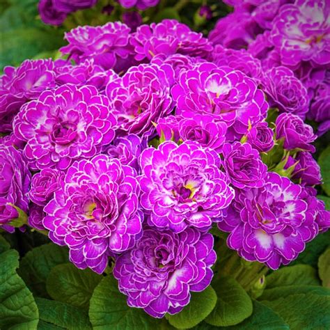 Неприхотливые морозостойкие цветы, которые не уступают по красоте даже ...