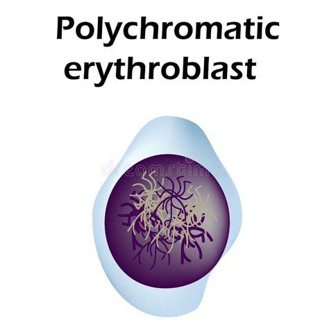 La Estructura Del Eritrocito Eritrocitos La Estructura De Los Glóbulos Rojos Reticulocito