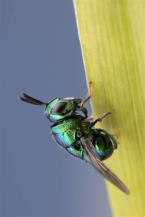9 Vivid Green Wasps You May See With Pictures