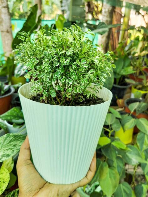 Buy Aralia Variegated Mini Plant Benefits Greenboys