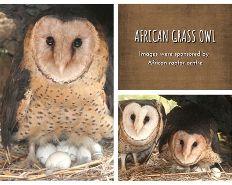 Owls Of South Africa Owls In The Skye