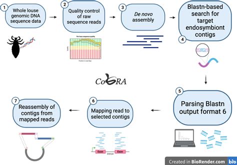 Figure 1 From A Standardized Pipeline For Isolation And Assembly Of Genomes From Symbiotic