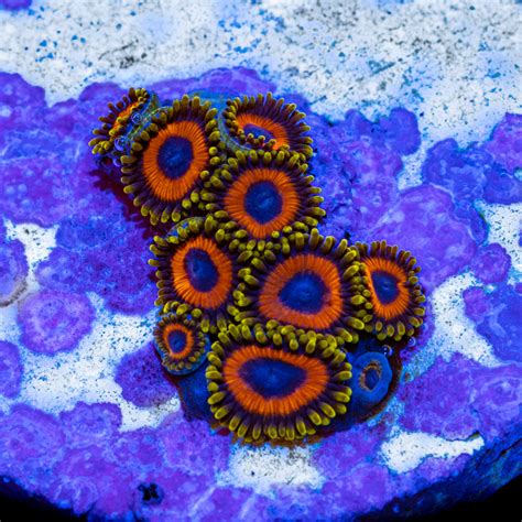 Zoanthids For Sale Tidal Gardens