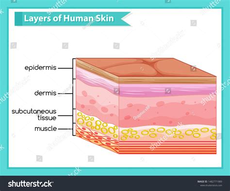 Layers Of Skin To Muscle At Mason Duckworth Blog