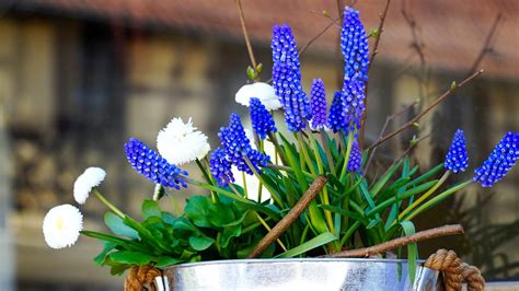Fleur Fleurs De Printemps Photo Gratuite Sur Pixabay Pixabay