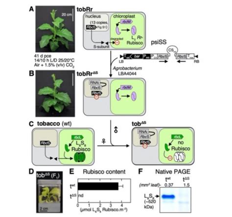 Modifying Plant Photosynthesis And Growth Via Simultaneous Chloroplast