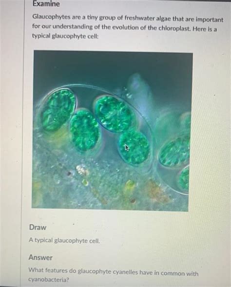 Solved I Drew The Typical Glaucophyte Cell Already So Only