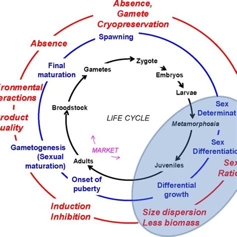 Reproduction Related Problems In Finfish Aquaculture The Inner Circle
