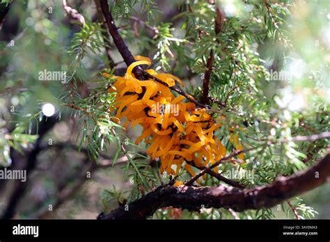 Juniper Rust Fungus Gymnosporangium Clavariiforme With Orange