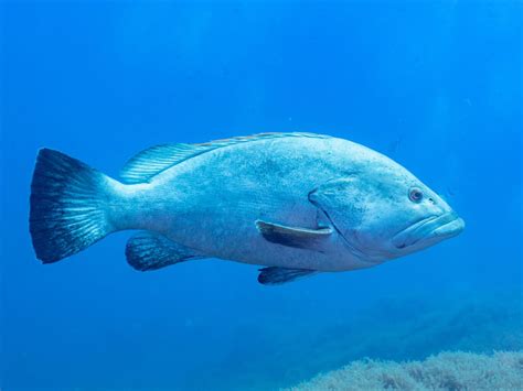 Pez Cherna ¿es Una Especie Protegida La Atrapada En Tabasco Diario