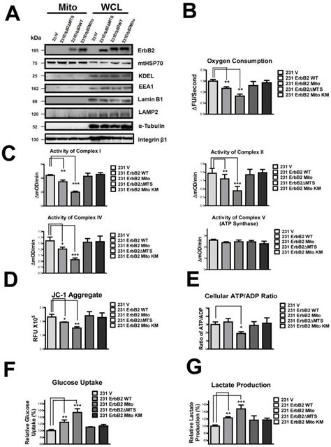 Receptor Tyrosine Kinase Erbb2 Translocates Into Mitochondria And