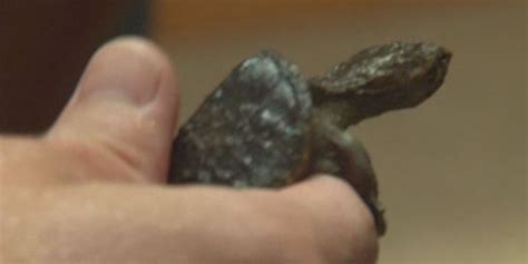 Birthday Bash Set For Missouri Turtle With Unique ‘figure Eight Shell