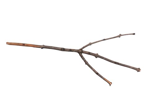 Premium Photo Single Dry Tree Branch Isolated On White Background Stick Tree Branch From