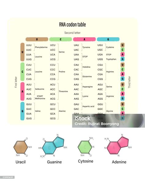 Rna Codon Table Vector Genetic Code Table Uracil Guanine Cytosine And Adenine Stock Illustration