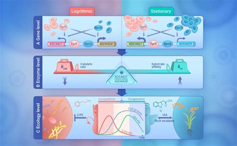 【喜讯】恭喜刘丽娟、陈国强博士研究细菌通过调控次级代谢产物增强竞争和加强合作的文章在the Innovation Life顺利发表 系统微生物工程研究组
